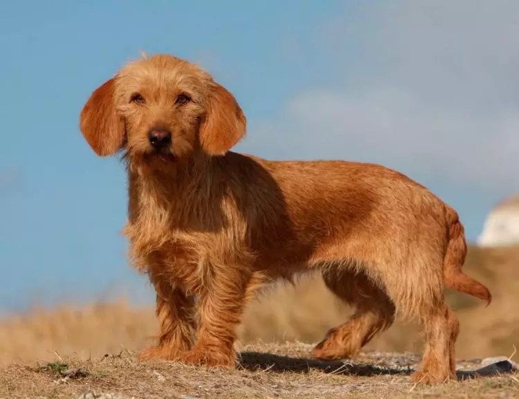 Redhead Basset Breton puppy