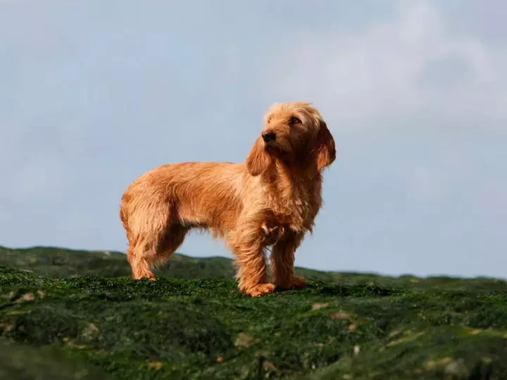 Red Breton Basset: opis rasy psów ze zdjęciami i filmami 4253_5