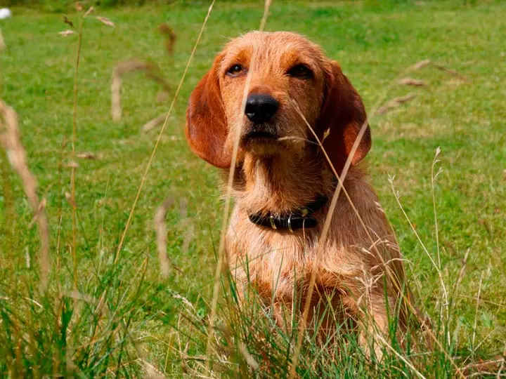 Red Breton Basset: een beschrijving van het hondenras met foto's en video's 4253_7