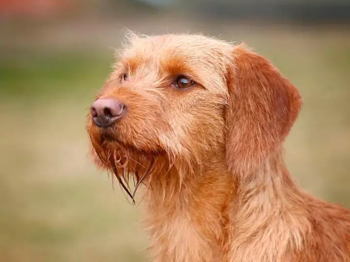 Рудий бретонський бассет: опис породи собак з фото і відео 4253_9