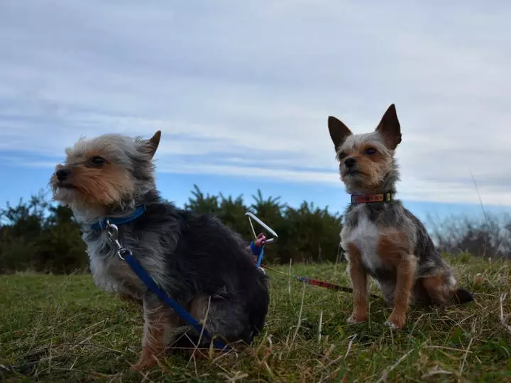 Chorki (mestizos York e Chihuahua): descrición de razas de cans con fotos e vídeos 4258_12