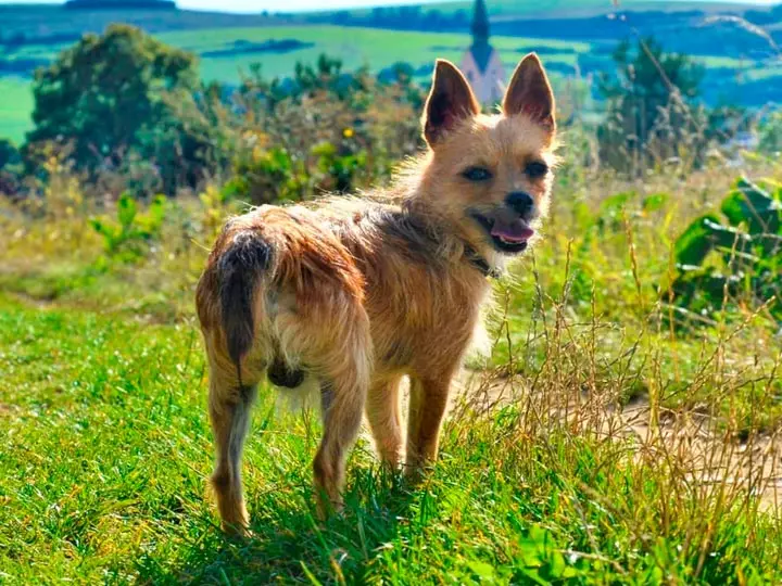 Chorki (mestizo York och Chihuahua): beskrivning av hundrasen med foton och videor 4258_13