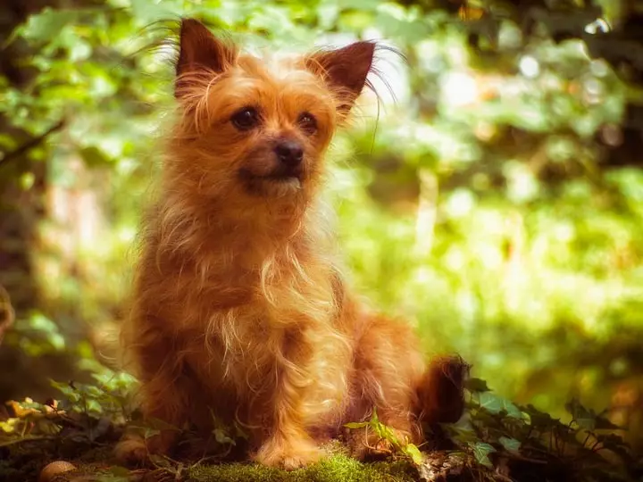 Chorki (mestizos York e Chihuahua): descrición de razas de cans con fotos e vídeos 4258_14