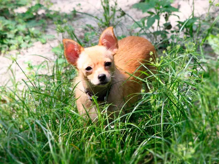 Chorki (mestiço York e Chihuahua): descrição da raça do cão com fotos e vídeos 4258_8