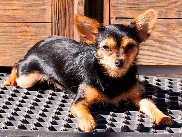 Chorki (mestizo York ndi Chihuahua): malongosoledwe a mtundu wa agalu ndi zithunzi ndi makanema 4258_9