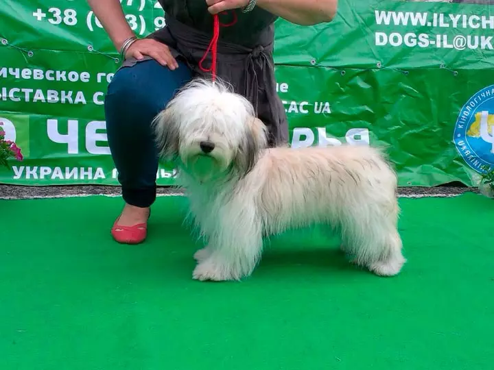 Odis (敖德薩國內理想犬) 品種描述與照片、視頻 4270_11