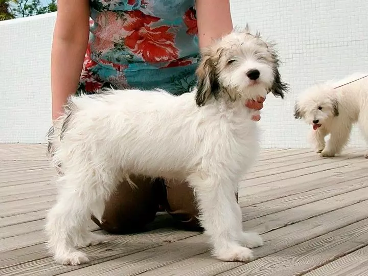 Odis (敖德薩國內理想犬) 品種描述與照片、視頻 4270_12
