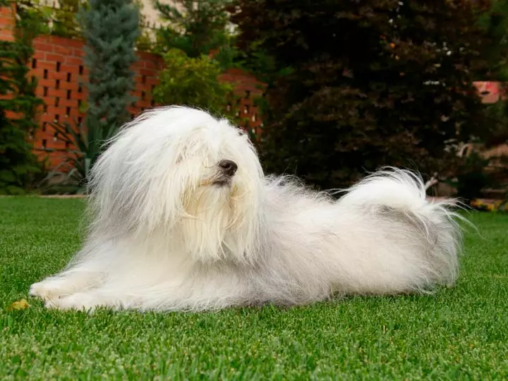 Odis (敖德薩國內理想犬) 品種描述與照片、視頻 4270_13