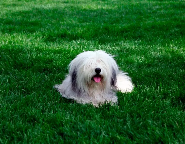 Odis raça de cachorro