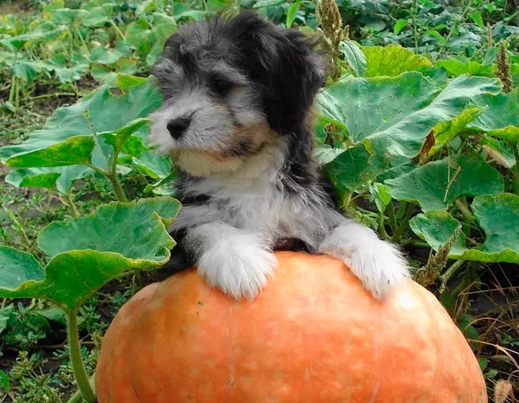 cachorrinho odis