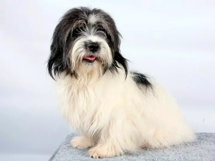 Odis (敖德薩國內理想犬) 品種描述與照片、視頻 4270_5