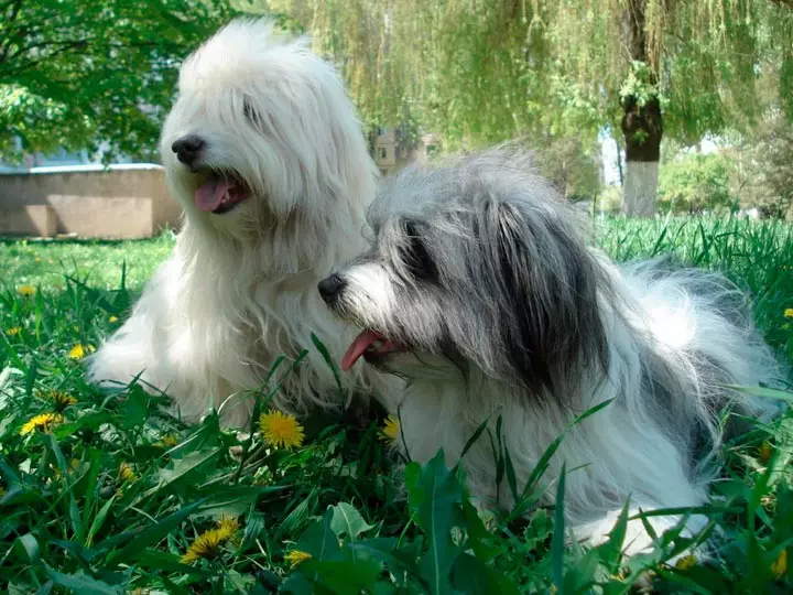 Odis (敖德薩國內理想犬) 品種描述與照片、視頻 4270_6