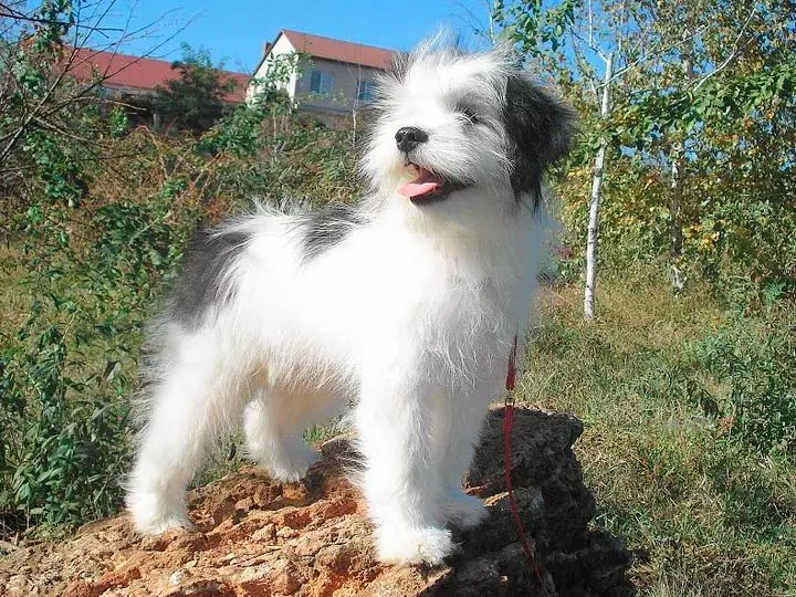 Odis (敖德薩國內理想犬) 品種描述與照片、視頻 4270_7