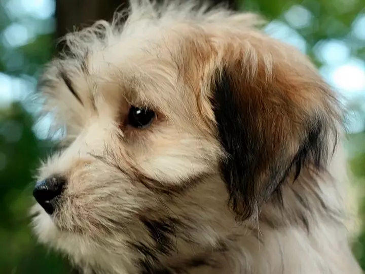 Odis (敖德薩國內理想犬) 品種描述與照片、視頻 4270_8