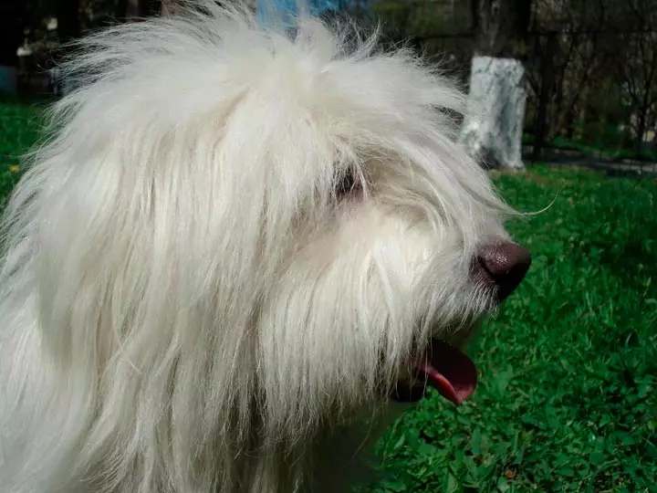 Odis (敖德薩國內理想犬) 品種描述與照片、視頻 4270_9