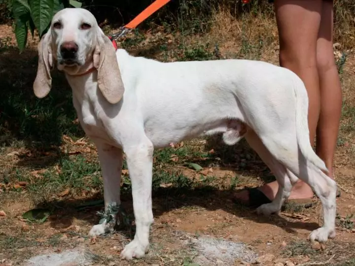 Porcelain (Porcelain Hound): ڪتن جي نسل جو بيان فوٽوز ، وڊيوز سان 4274_13