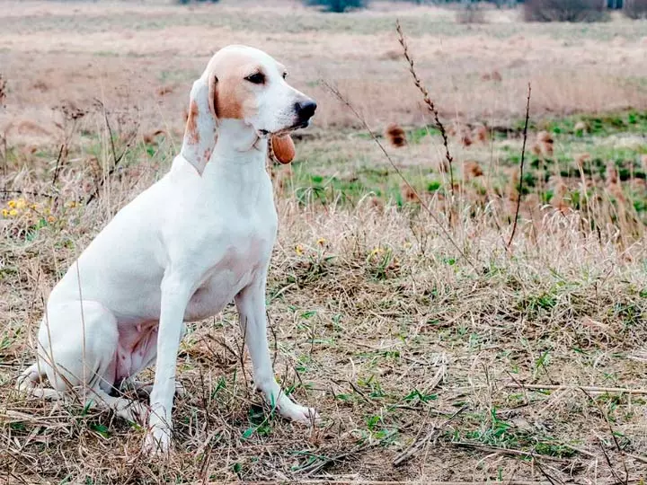 Porcelain (Porcelain Hound): popis plemene psa s fotografiemi, videem 4274_14