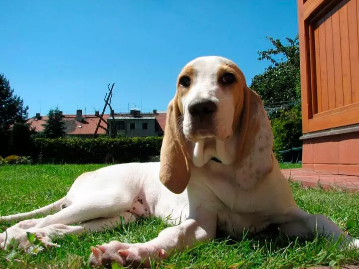 Porcelain (Porcelain Hound): ລາຍລະອຽດຂອງສາຍພັນdogາດ້ວຍຮູບພາບ, ວິດີໂອ 4274_8