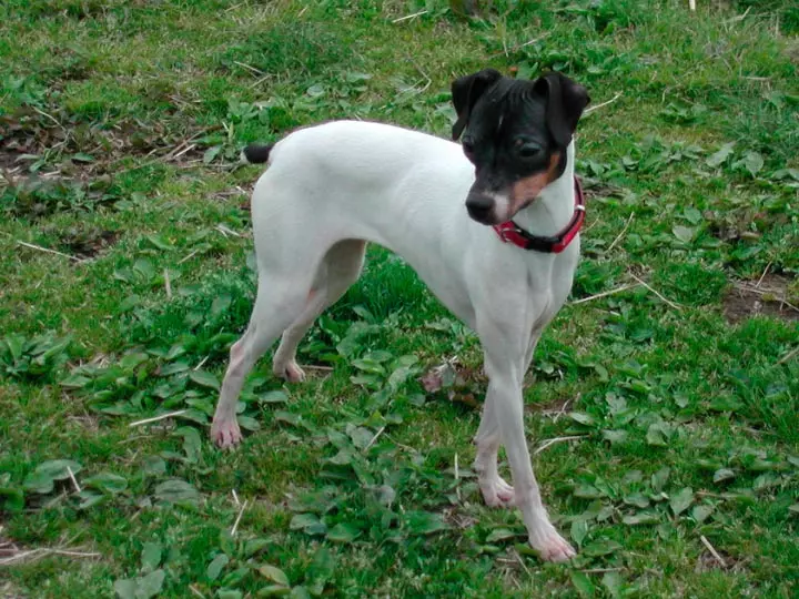Japanese Terrier (Mikado Terrier): malongosoledwe amtundu wa agalu ndi zithunzi ndi makanema 4286_11