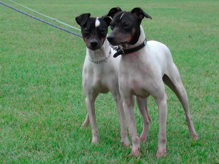 Japanese Terrier (Mikado Terrier): malongosoledwe amtundu wa agalu ndi zithunzi ndi makanema 4286_6