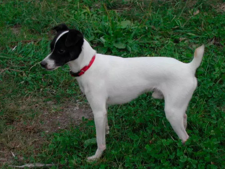 Japanese Terrier (Mikado Terrier): malongosoledwe amtundu wa agalu ndi zithunzi ndi makanema 4286_7