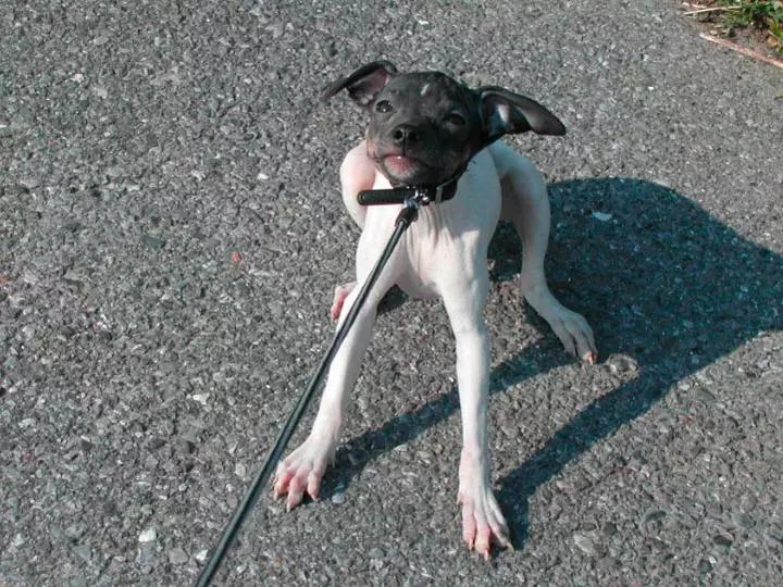 Japanese Terrier (Mikado Terrier): malongosoledwe amtundu wa agalu ndi zithunzi ndi makanema 4286_9