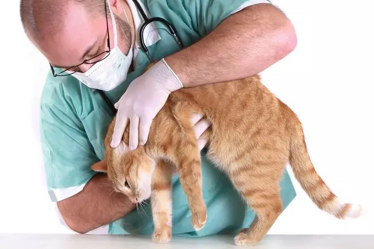 Veterinær undersøker katten