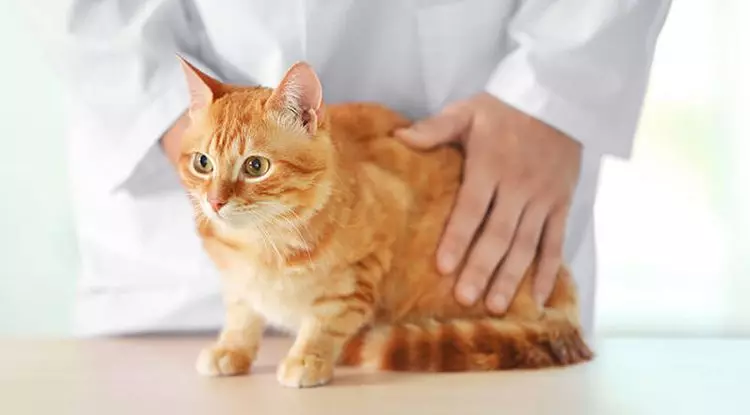 Examen del gato por un veterinario.