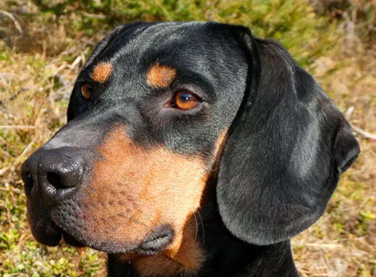 Østrigsk hund (Brandlebrakk): beskrivelse af hunderasen med fotos og videoer 4304_10