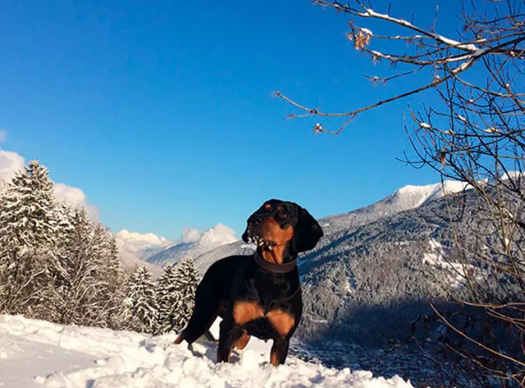 Ang Austrian hound (Brandlebrakk): paghulagway sa lahi sa iro nga adunay mga litrato ug video 4304_12