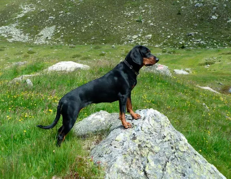 Østrigsk hund (Brandlebrakk): beskrivelse af hunderasen med fotos og videoer 4304_13