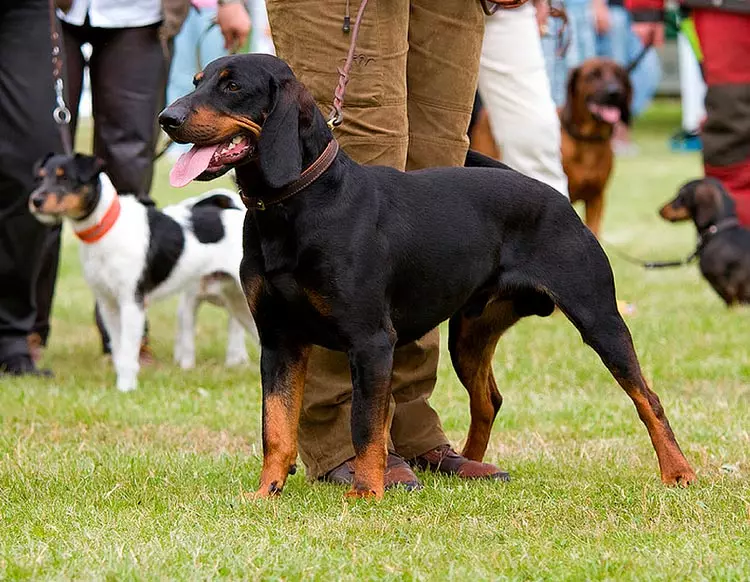 Ang Austrian hound gipakita