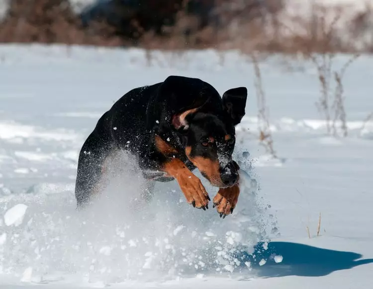 Ang Austrian hound sa nieve