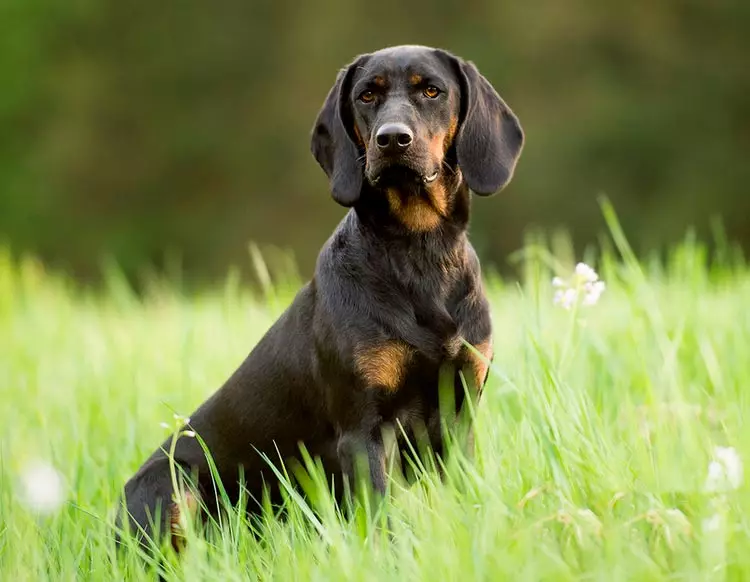 Østrigsk Hound - Brandlebrak