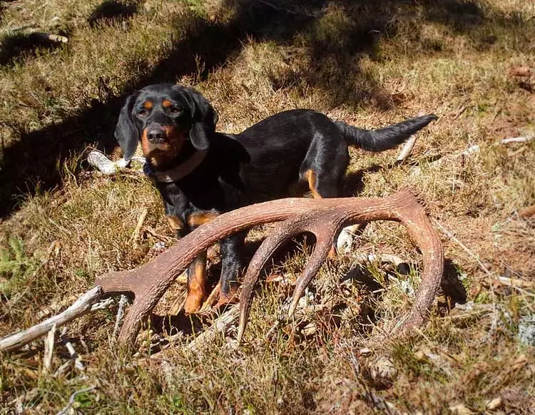 Østrigsk hund (Brandlebrakk): beskrivelse af hunderasen med fotos og videoer 4304_6