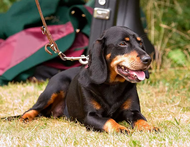 Østrigsk hund (Brandlebrakk): beskrivelse af hunderasen med fotos og videoer 4304_7