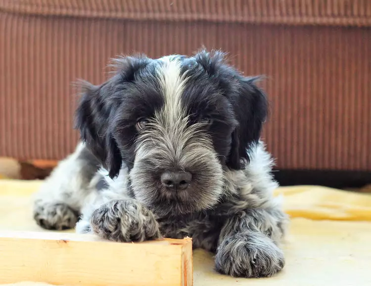 cachorrinho chapendua