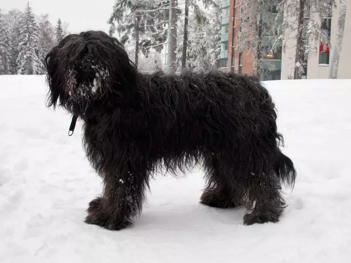 Chapendois (Голландын Chapendus, Schapendus): зураг, видео бичлэг бүхий үүлдрийн тодорхойлолт 4313_8