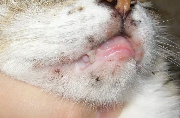 Acne em um gato