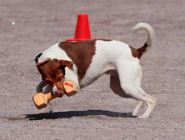 I-Brazilian Terrier nsundu nomhlophe