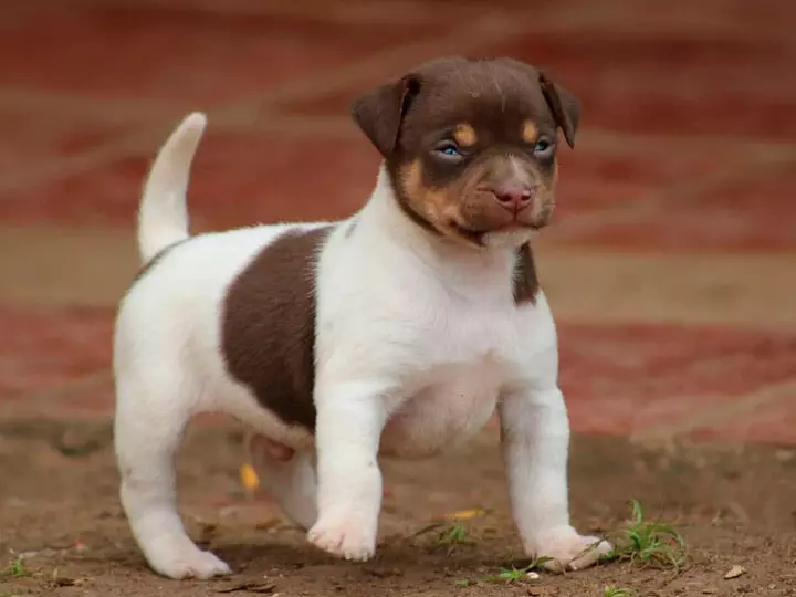 I-Brazilian Terrier (Fox Paulistinha): ukubuka konke kohlobo lwenja ngezithombe namavidiyo 4349_6