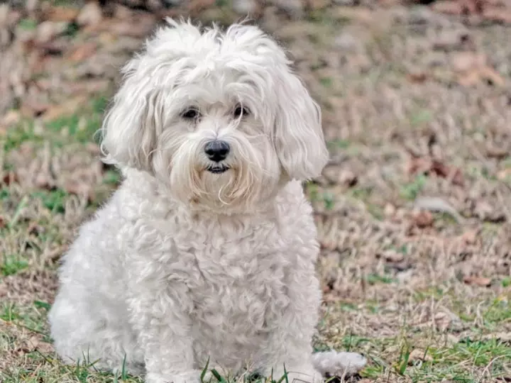 Bolognese (İtalyan lapdog): cinsin tanımı, köpeklerin fotoğrafları 4351_10