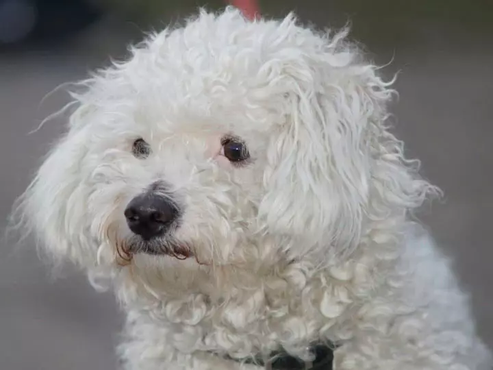 Bolognese (İtalyan lapdog): cinsin tanımı, köpeklerin fotoğrafları 4351_11