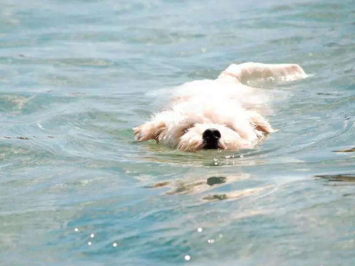 Bolognese (İtalyan lapdog): cinsin tanımı, köpeklerin fotoğrafları 4351_12