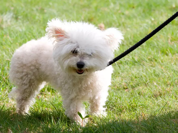 Bolognese (İtalyan lapdog): cinsin tanımı, köpeklerin fotoğrafları 4351_13