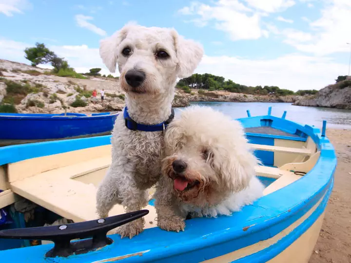 Bolognese (İtalyan lapdog): cinsin tanımı, köpeklerin fotoğrafları 4351_14