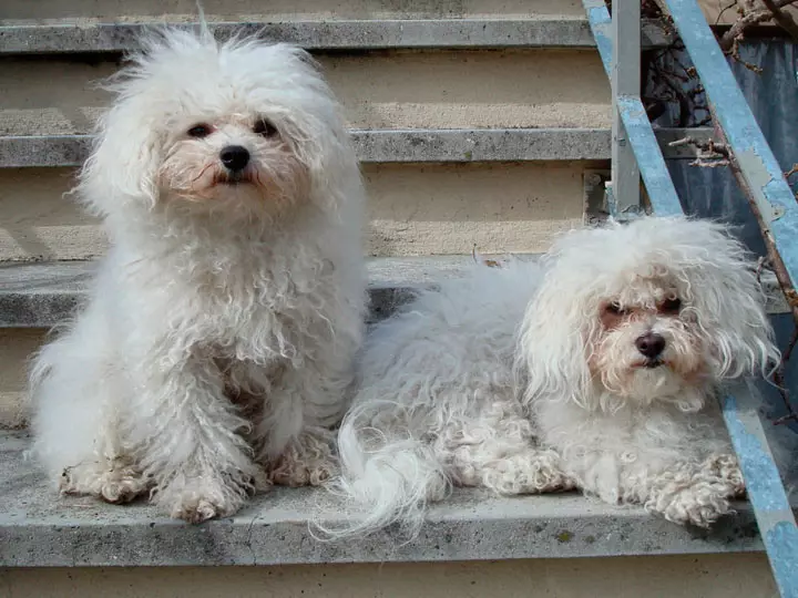 Bolognese (İtalyan lapdog): cinsin tanımı, köpeklerin fotoğrafları 4351_5