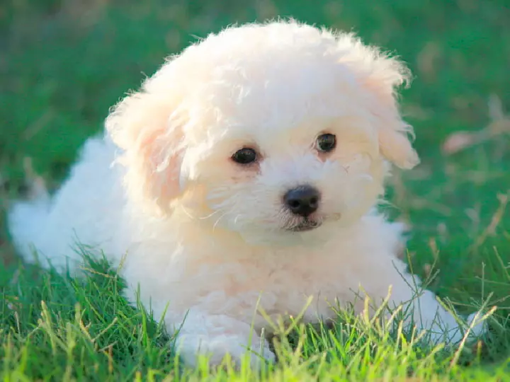 Bolognese (İtalyan lapdog): cinsin tanımı, köpeklerin fotoğrafları 4351_6