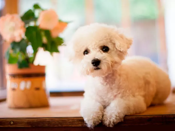 Bolognese (İtalyan lapdog): cinsin tanımı, köpeklerin fotoğrafları 4351_7