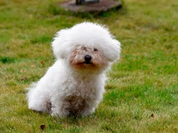 Bolognese (İtalyan lapdog): cinsin tanımı, köpeklerin fotoğrafları 4351_8